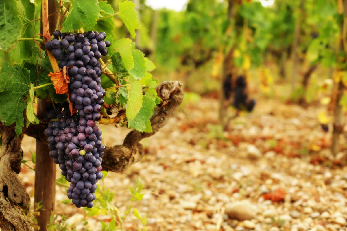 Ideale serveertemperatuur voor Syrah Shiraz | QelviQ Euro